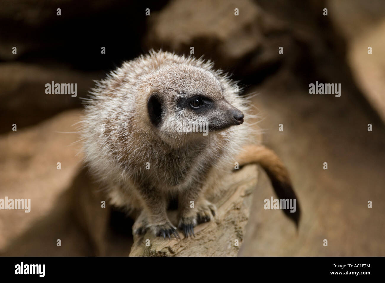 Meekat hi-res stock photography and images - Alamy