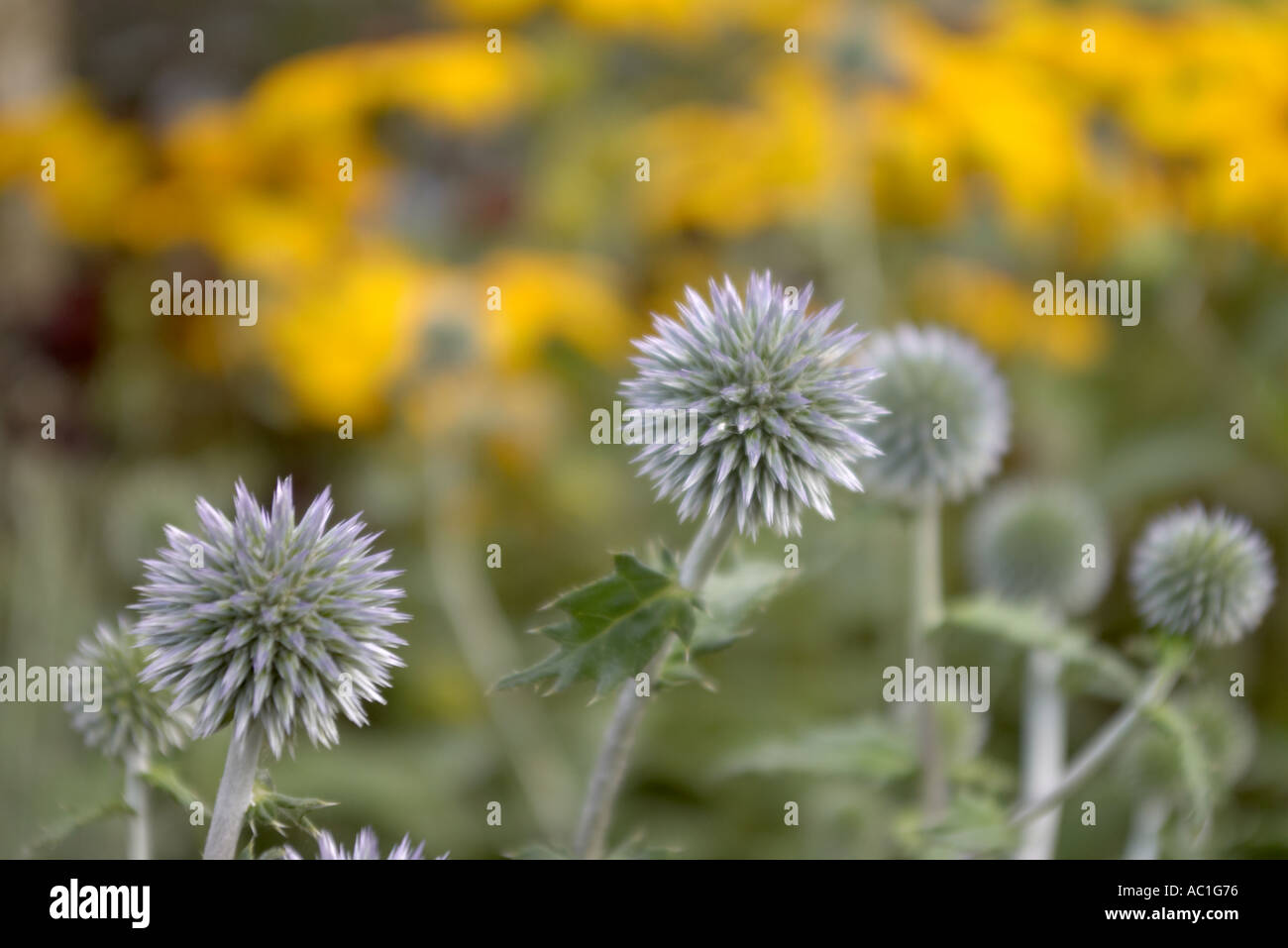 White furry flower hi-res stock photography and images - Alamy