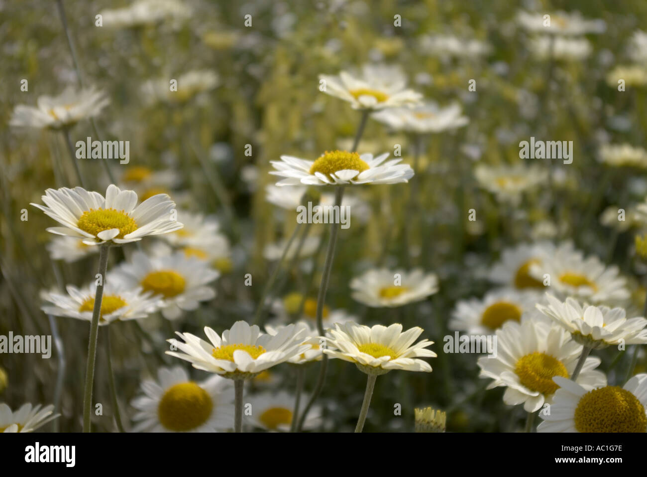 Cream daisies hi-res stock photography and images - Alamy