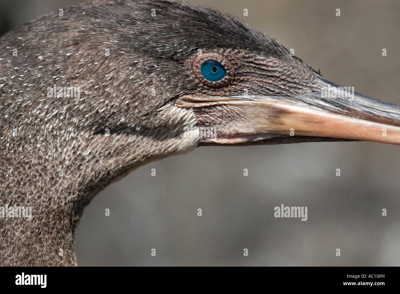 the turquoise eye of the Flightless Cormorant Nannopterum harrisi Stock ...
