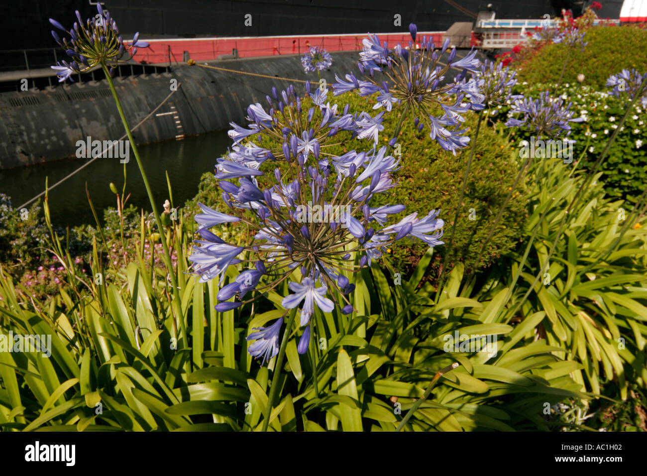 Royal Mail Steamer RMS Queen Mary Long Beach California Agapanthus ...