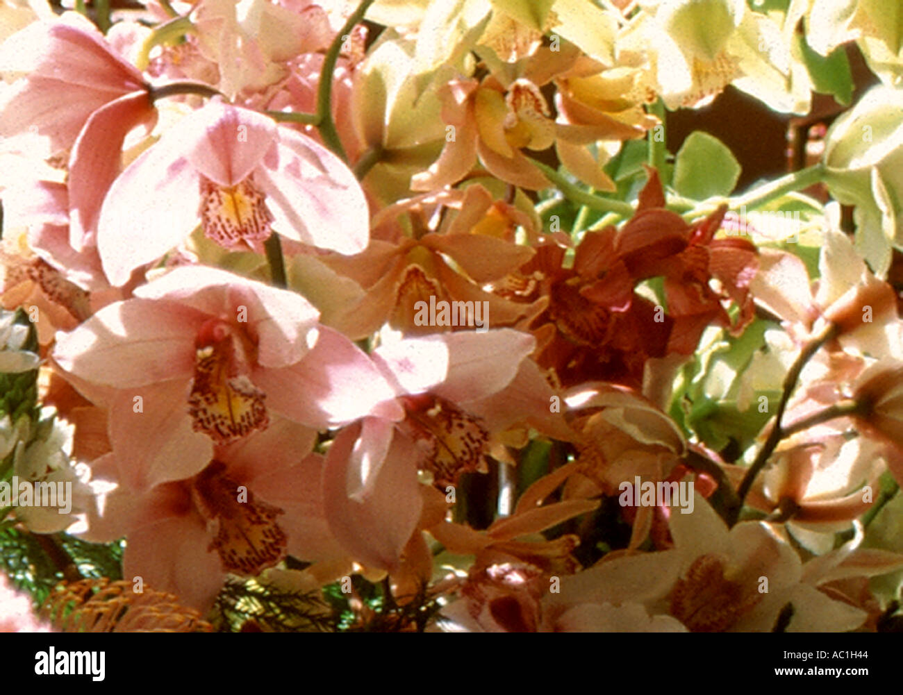 ORCHID FLOWERS ABSTRACT Stock Photo - Alamy