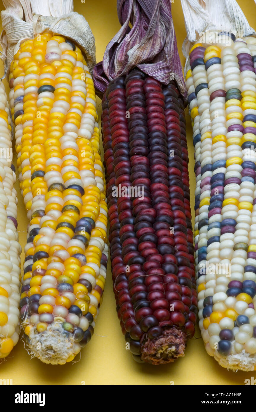 Different varieties of maize cobs Stock Photo - Alamy