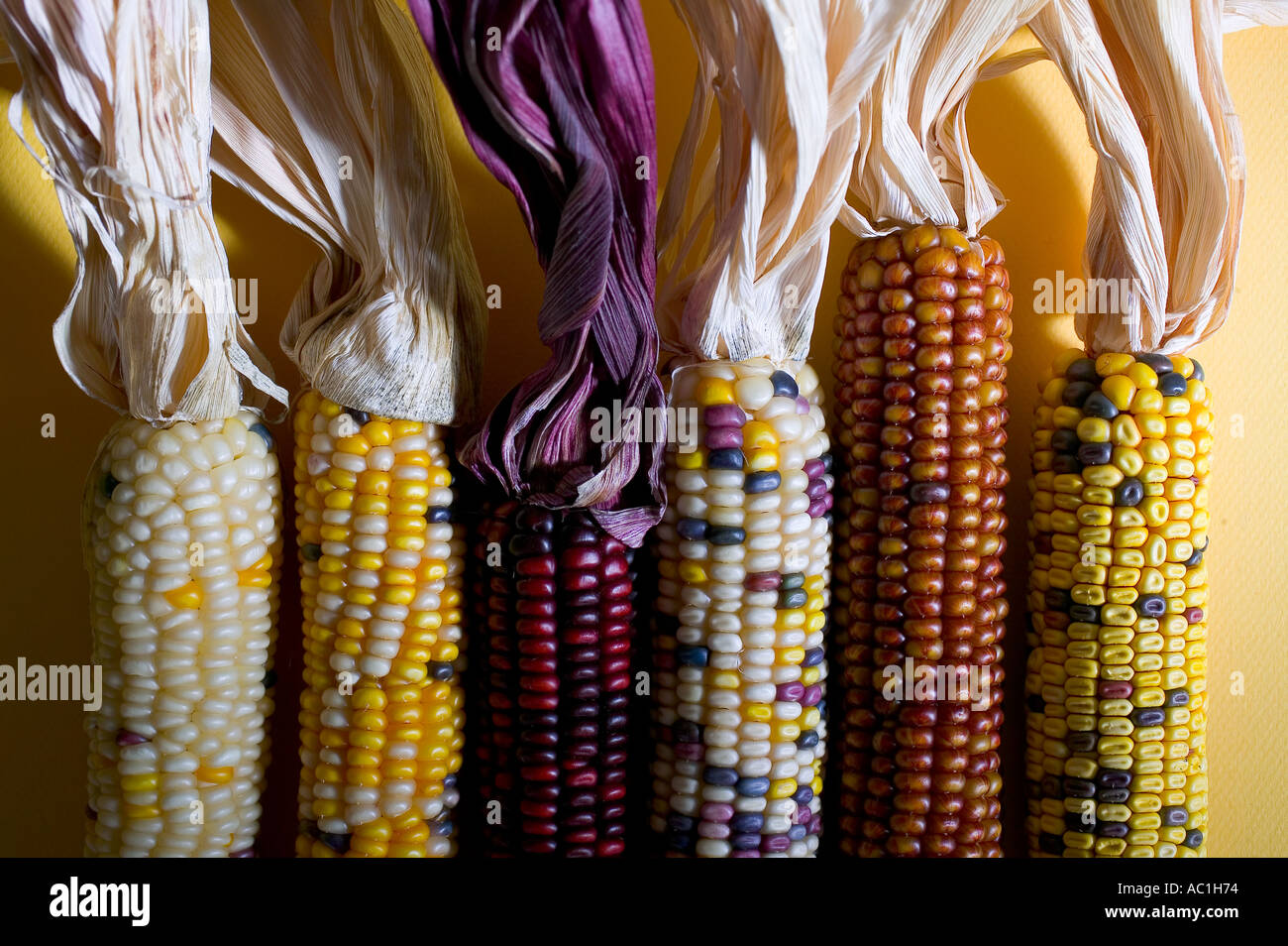 Different varieties of maize cobs Stock Photo - Alamy