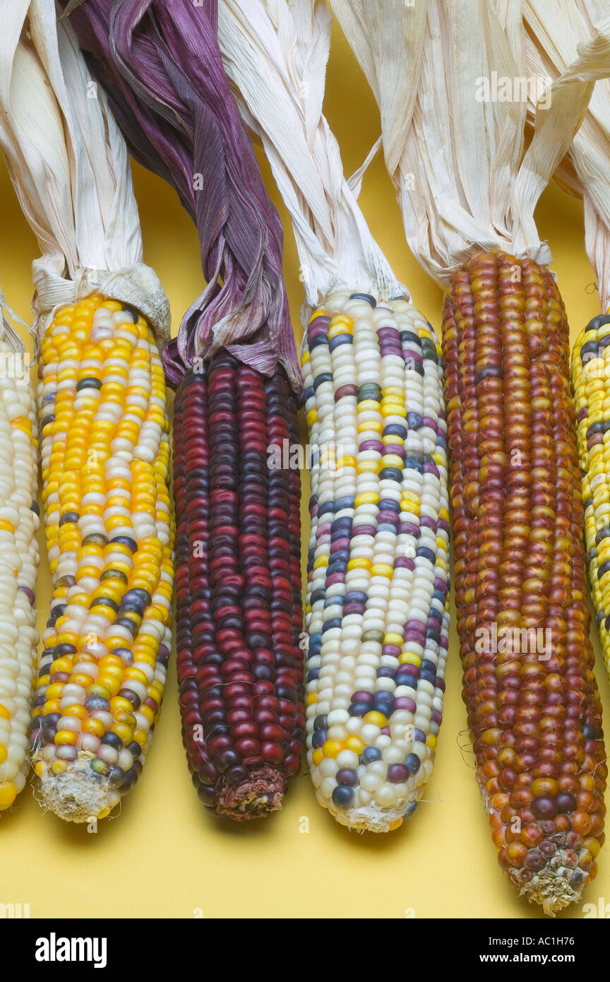Different varieties of maize cobs Stock Photo - Alamy