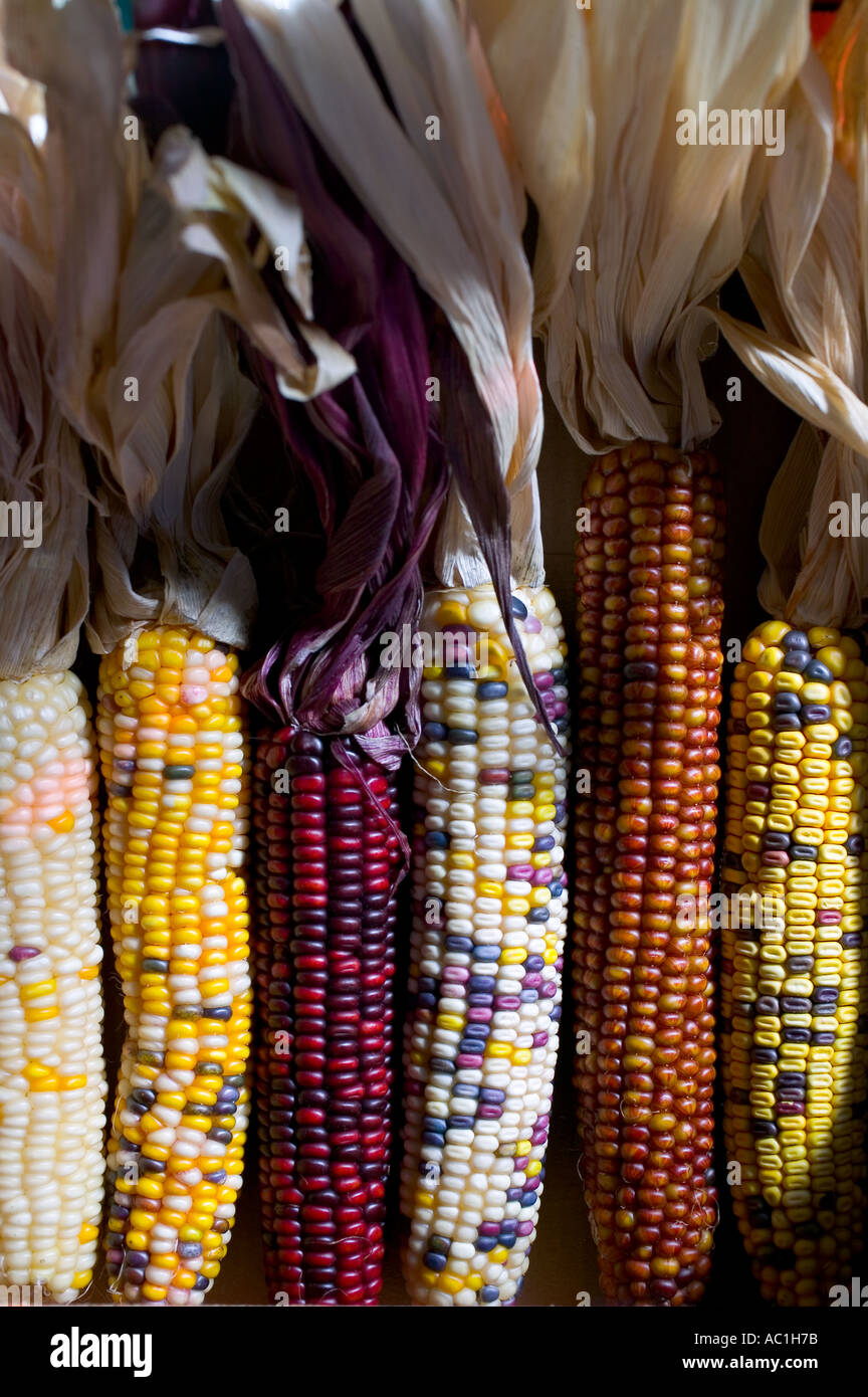 Different varieties of maize cobs Stock Photo - Alamy