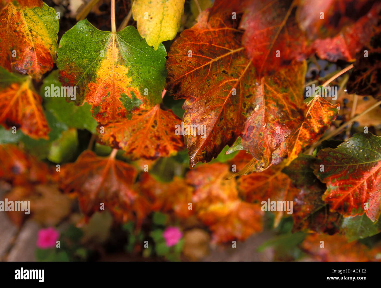 Colors of leaves Stock Photo - Alamy