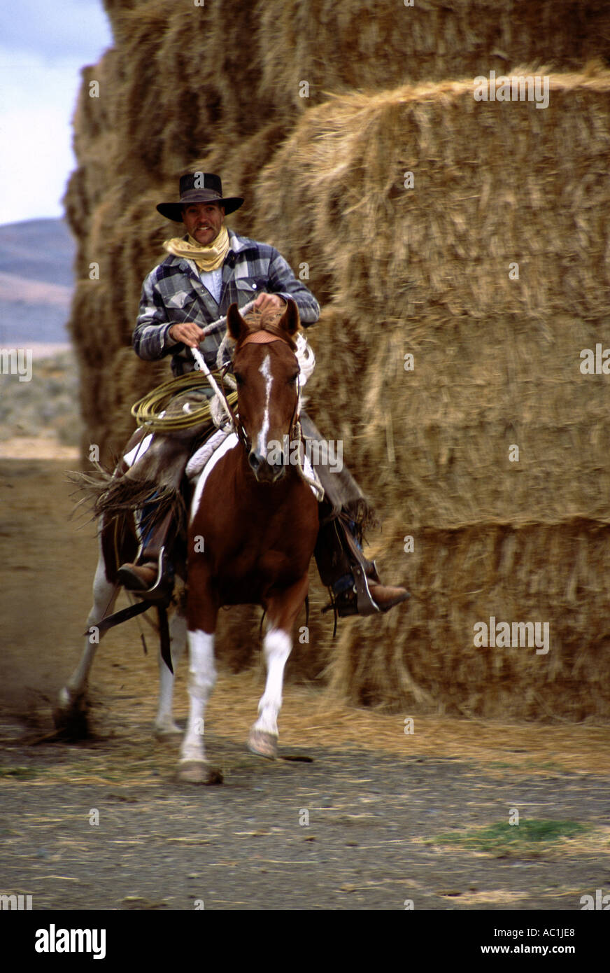 Hunk horse hi-res stock photography and images - Alamy