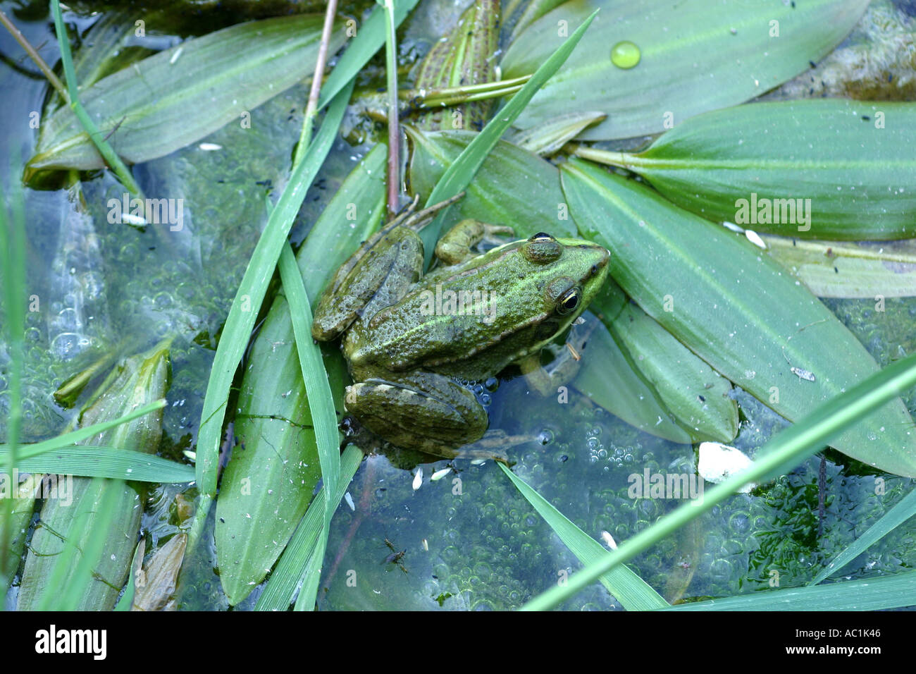 FROG AT EDGE OF RIVER FRANCE Stock Photo - Alamy