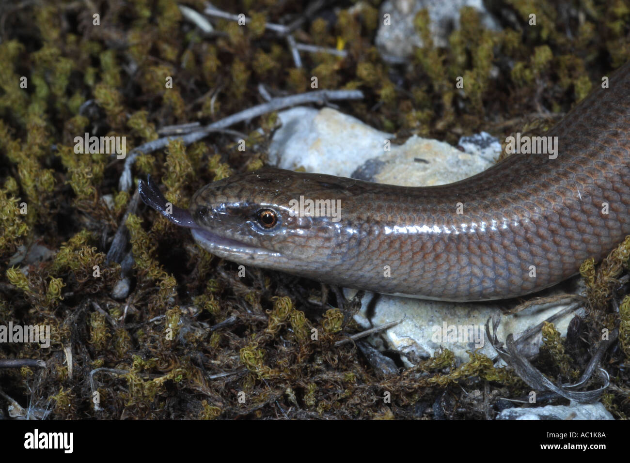 THREE TOED SKINK Chalcides chalcides FRANCE Stock Photo - Alamy