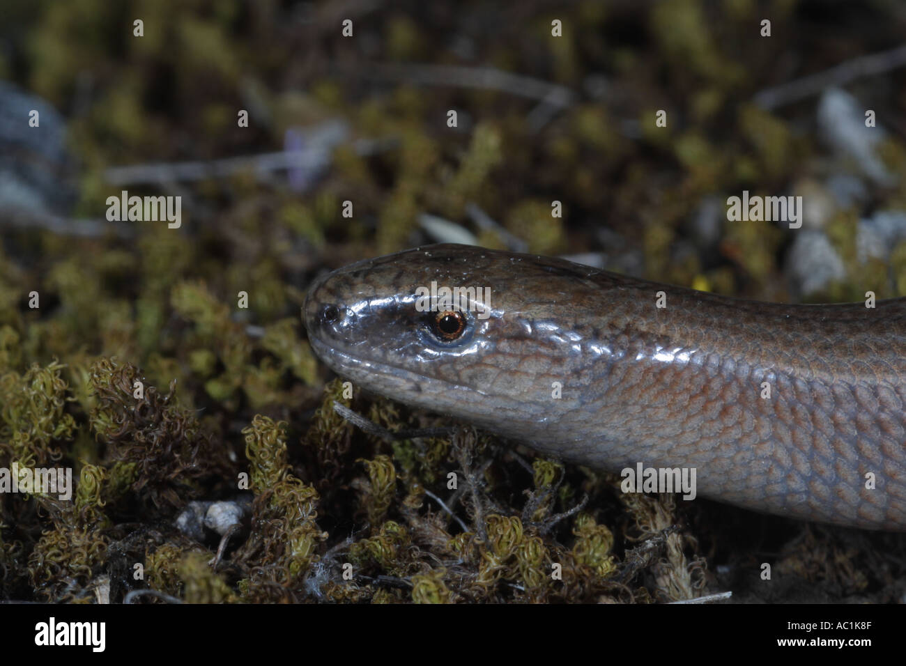 3 toed skink hi-res stock photography and images - Alamy