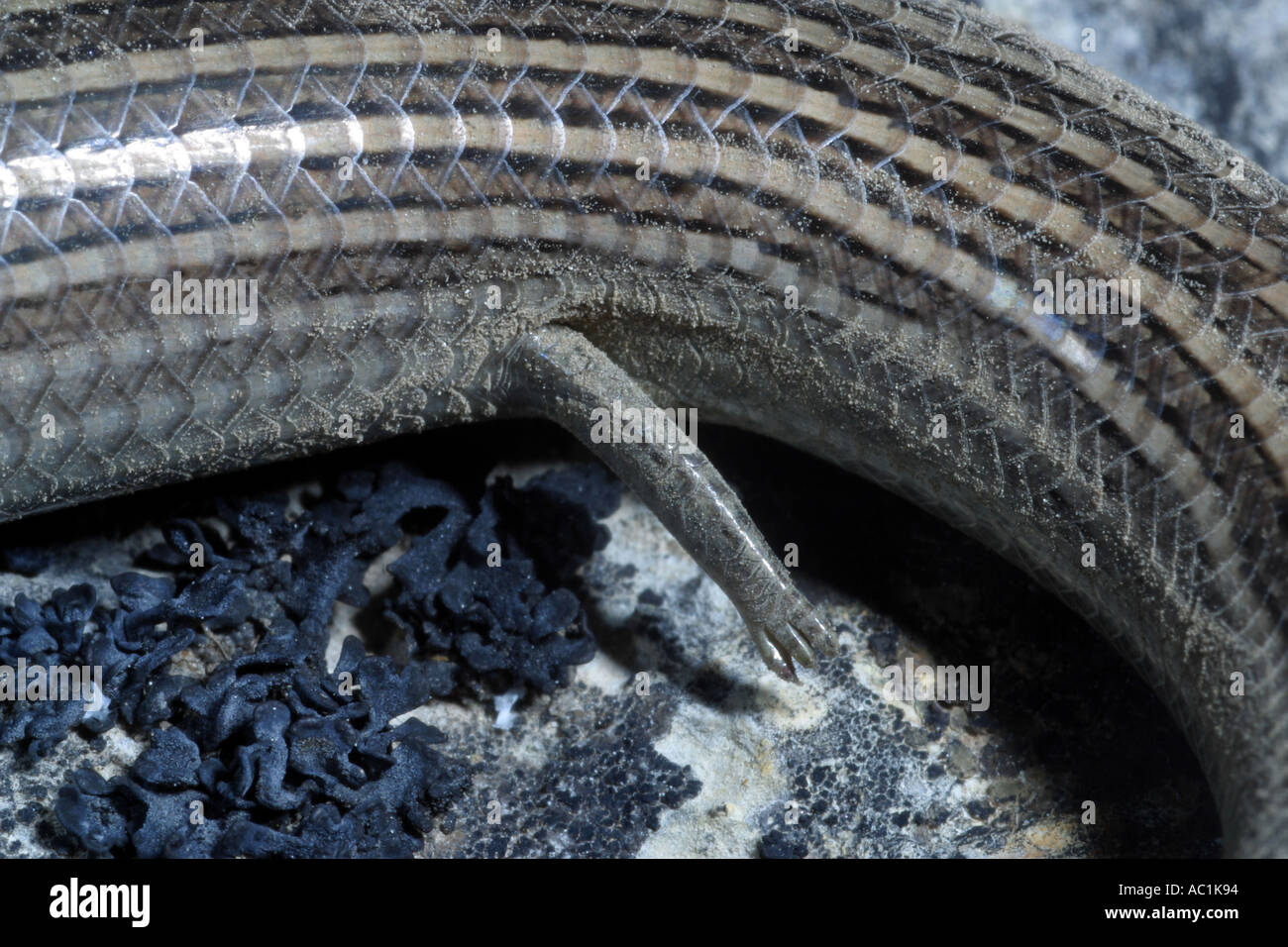 Vestigial legs hi-res stock photography and images - Alamy