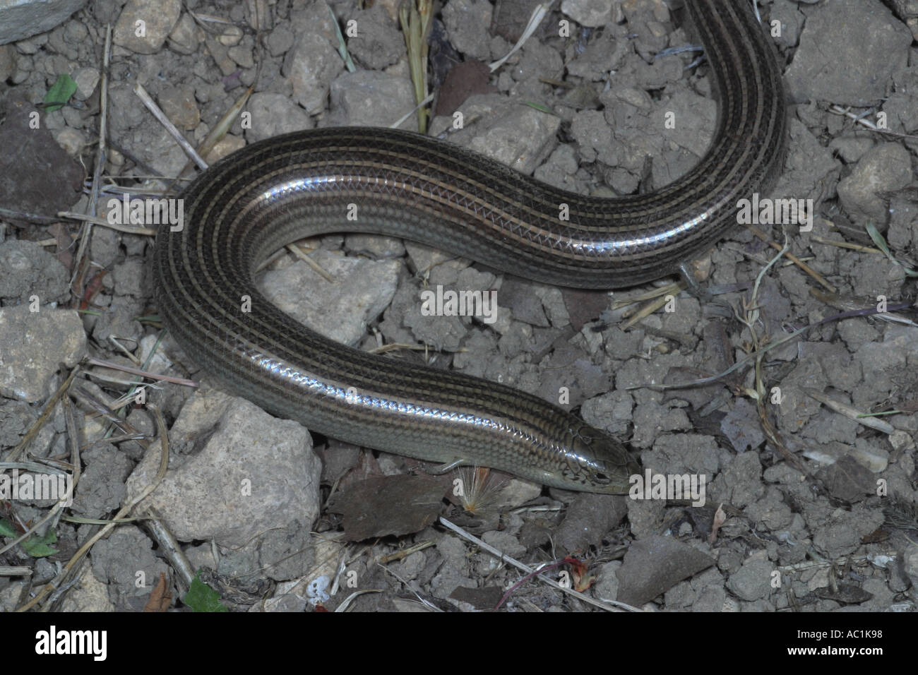 Three toed skink hi-res stock photography and images - Alamy