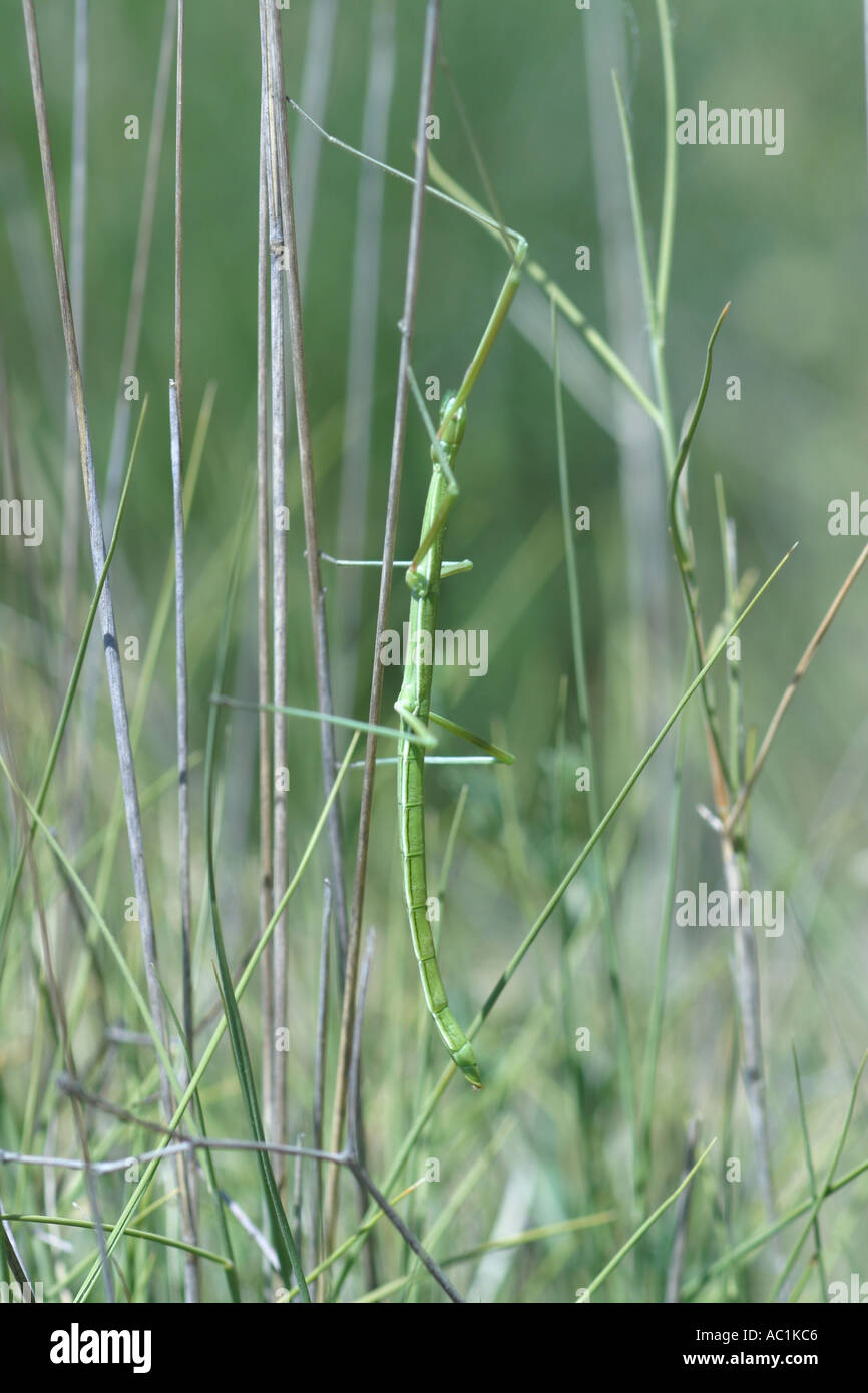 STICK INSECT FRANCE Stock Photo - Alamy