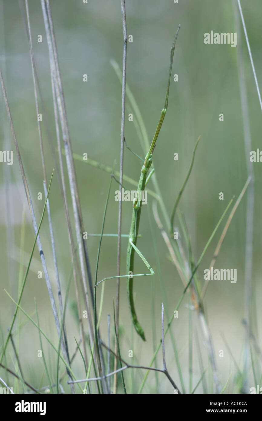 Stick insect france hi-res stock photography and images - Alamy