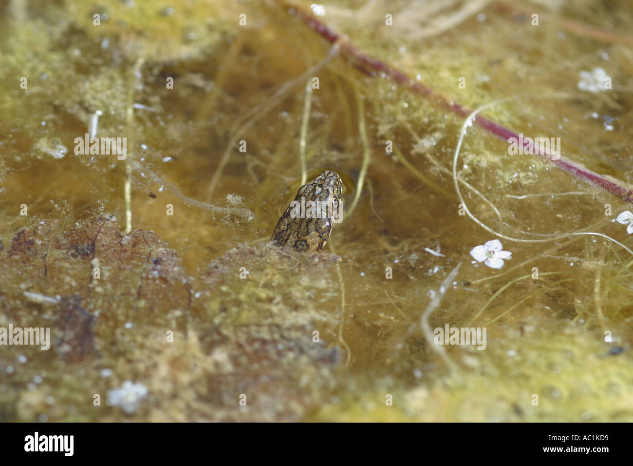 Viperine snake natrix maura france hi-res stock photography and images ...