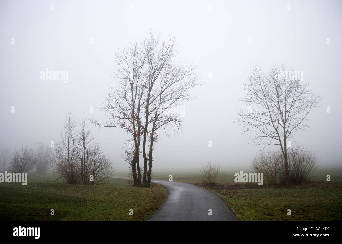 Trees in misty landscape Stock Photo - Alamy