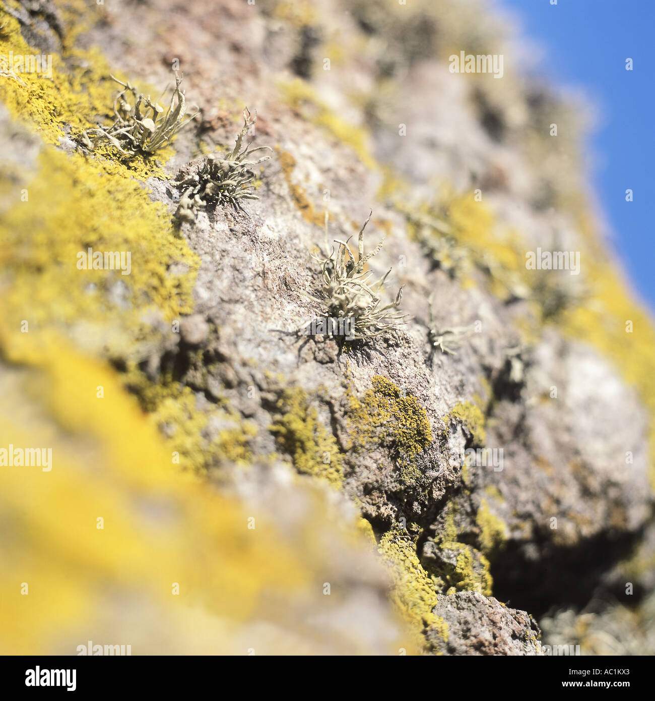 Yellow lichen on rock Cornwall UK Stock Photo - Alamy