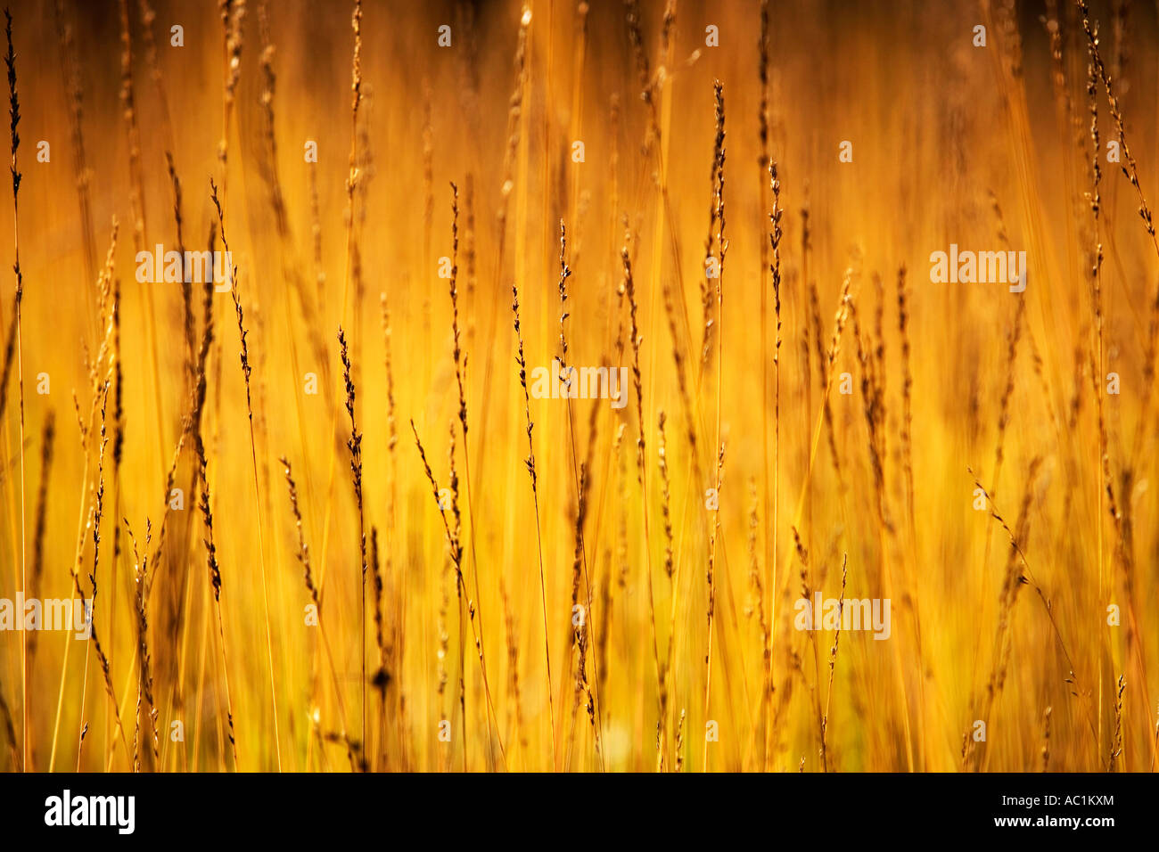 Blades of grass, autumn, structure, detail Stock Photo - Alamy