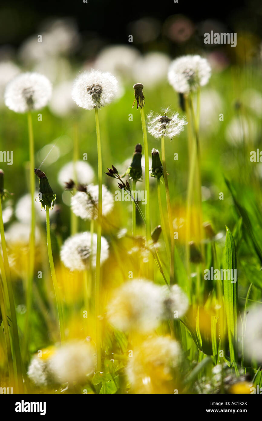 Several inflorescences hi-res stock photography and images - Alamy