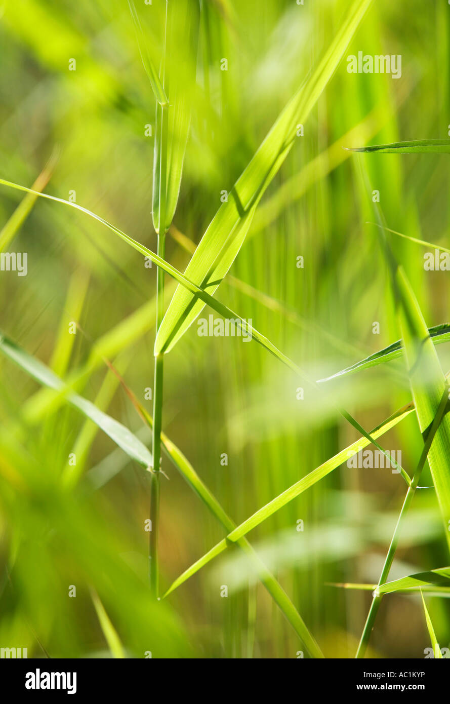 Blades of green reed hi-res stock photography and images - Alamy