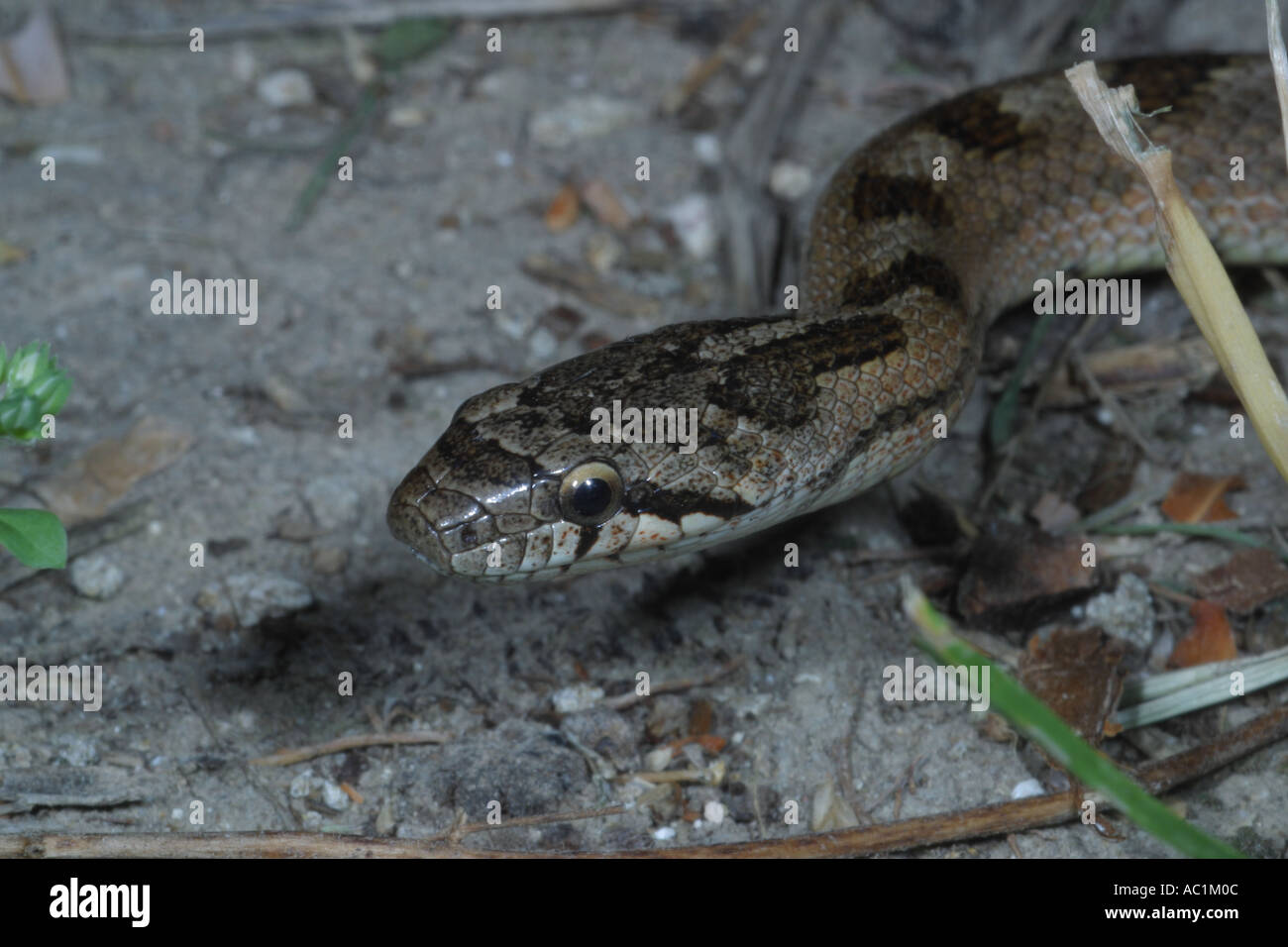 Harmless snake france hi-res stock photography and images - Alamy