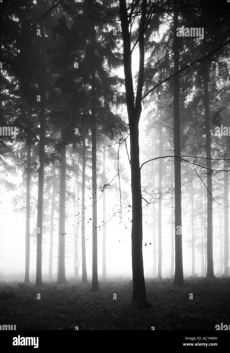Trees silhouettes in mist Black and White Stock Photos & Images - Alamy