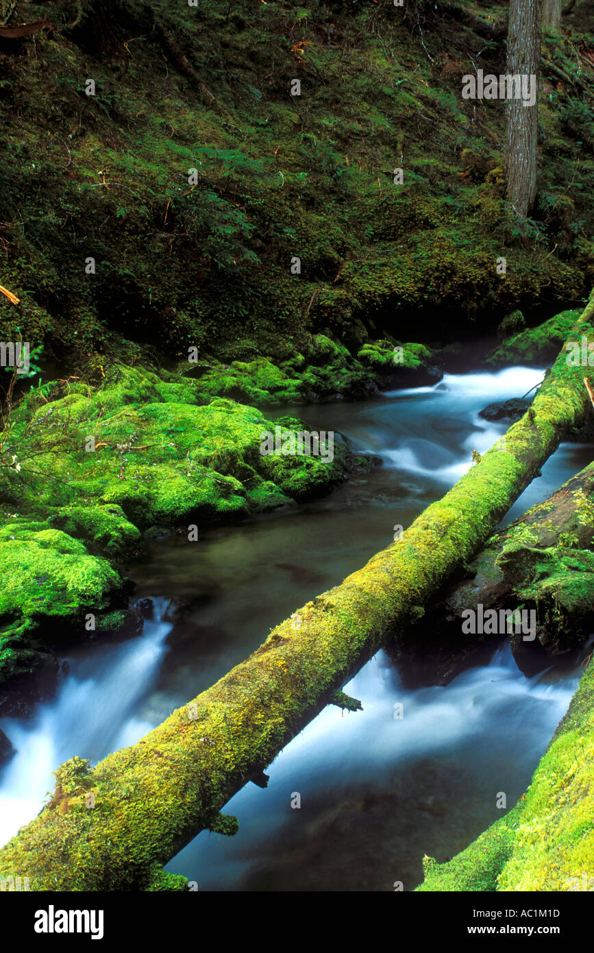 Moss surrounds the Quilcene River in the Buckhorn Wilderness Olympic ...