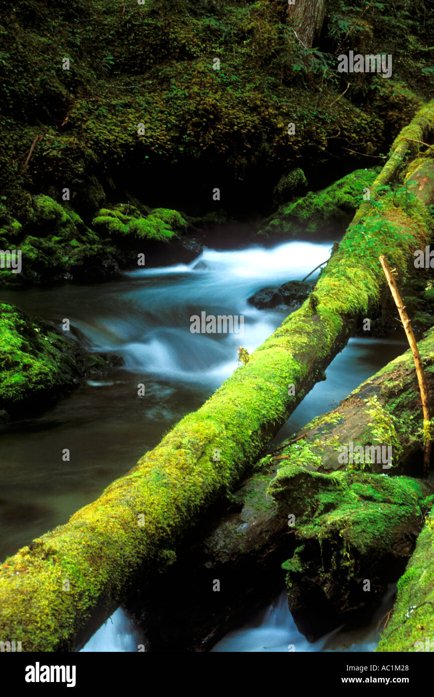 Moss surrounds the Quilcene River in the Buckhorn Wilderness Olympic ...