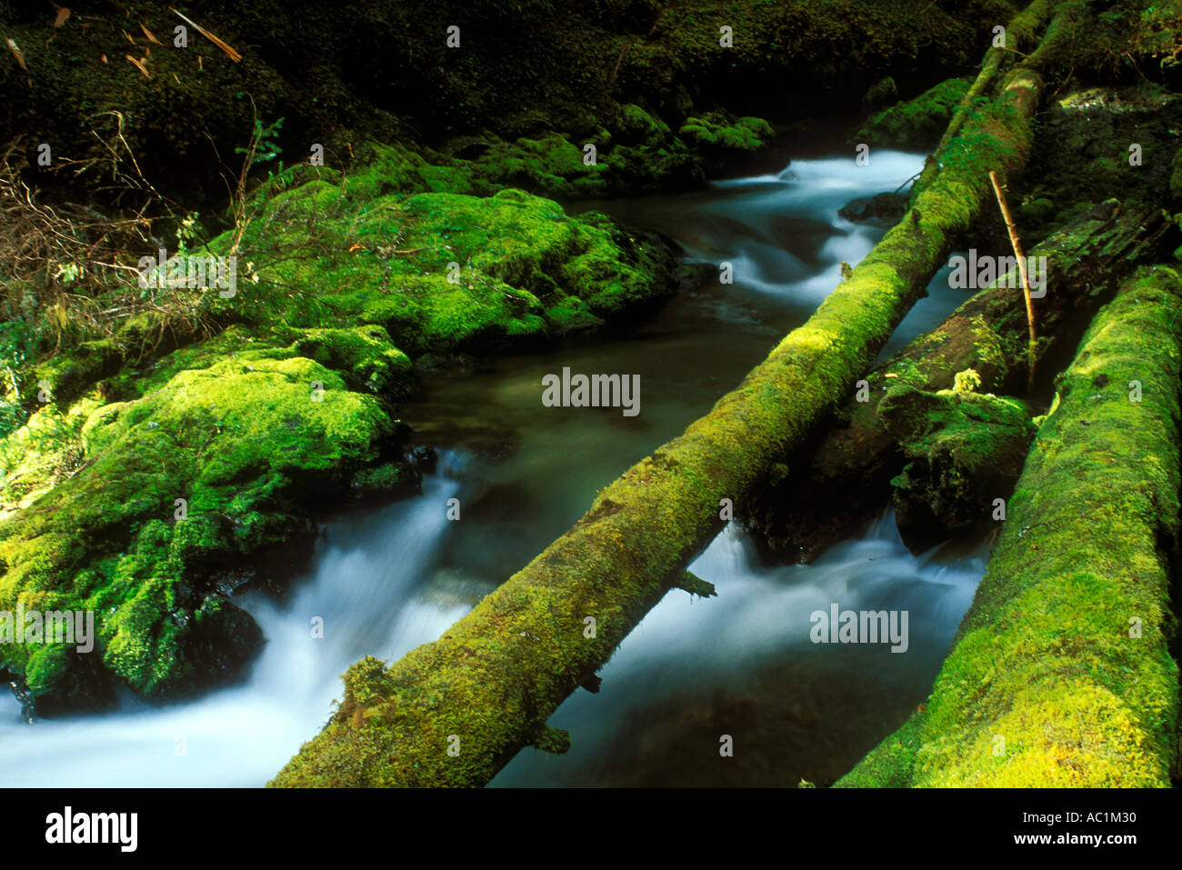 Moss surrounds the Quilcene River in the Buckhorn Wilderness Olympic ...