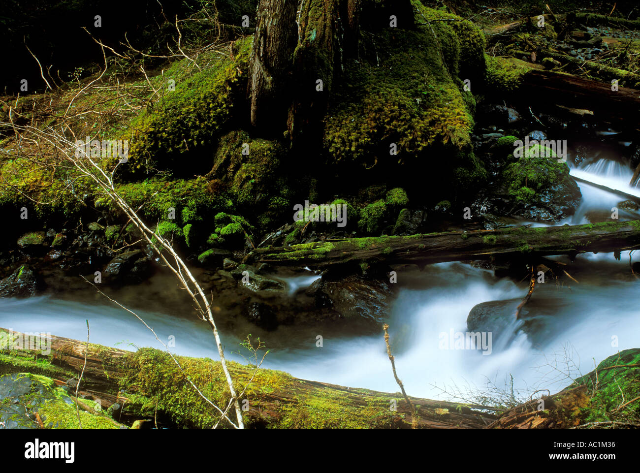 The Quilcene River plunges thru a narrow gorge amidst moss covered ...