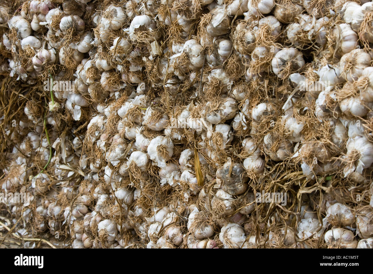 Raw Garlic at Market Screen Fill Chungcheongbuk Do Province South Korea ...