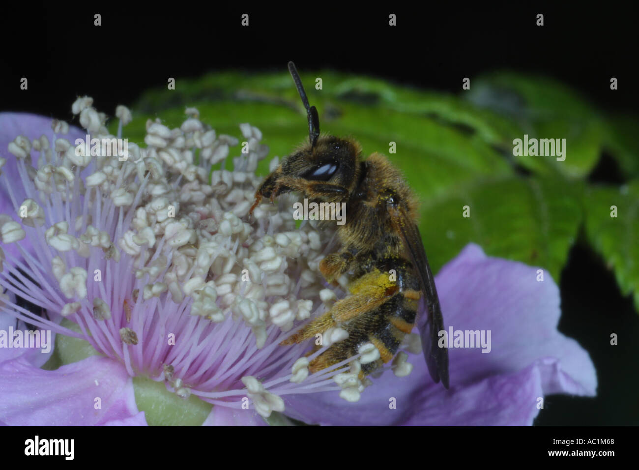 BEE FEEDING ON BRAMBLE FLOWER FRANCE Stock Photo - Alamy