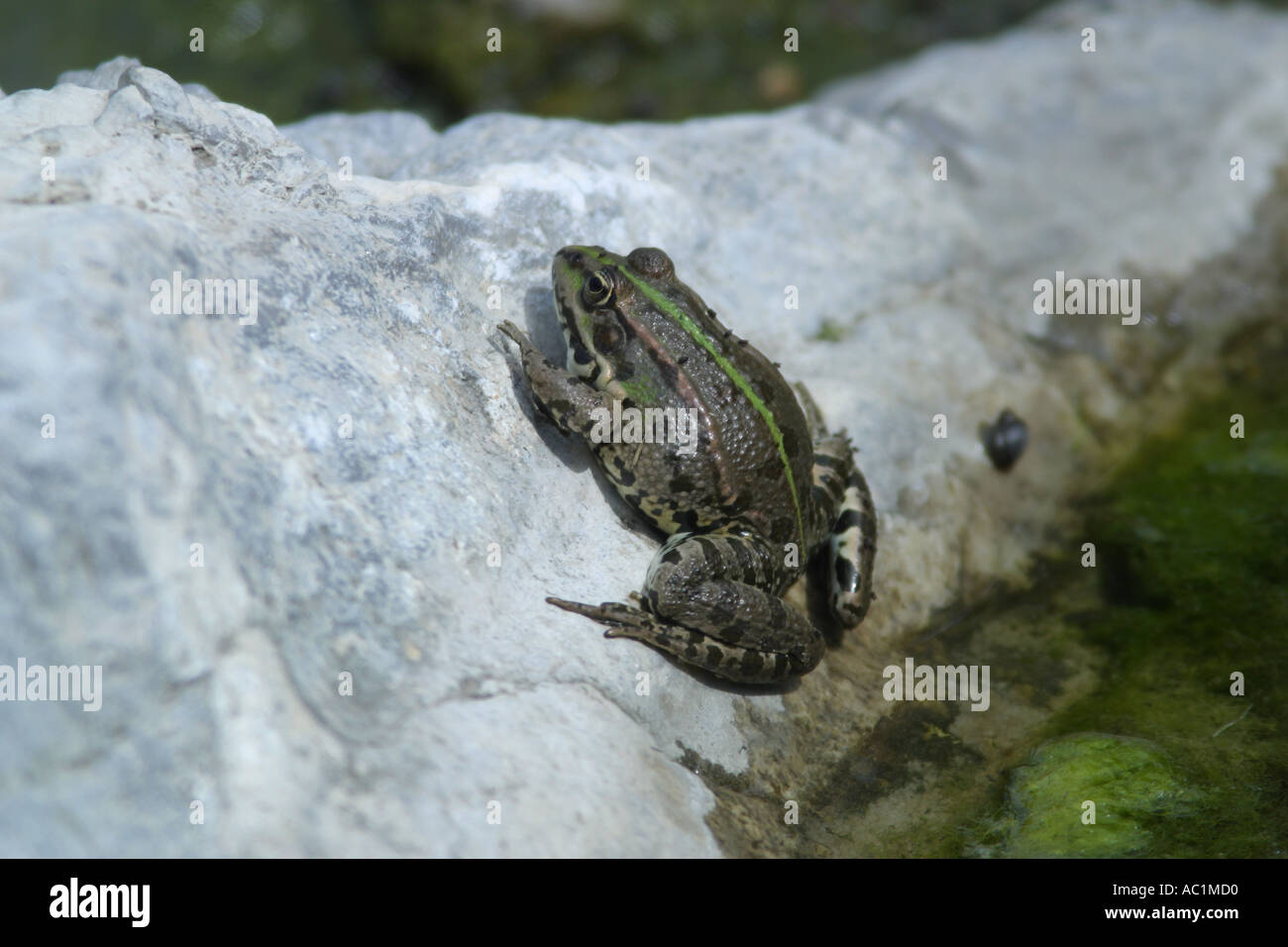 Frog basking on rock. France. (Rana species Stock Photo - Alamy