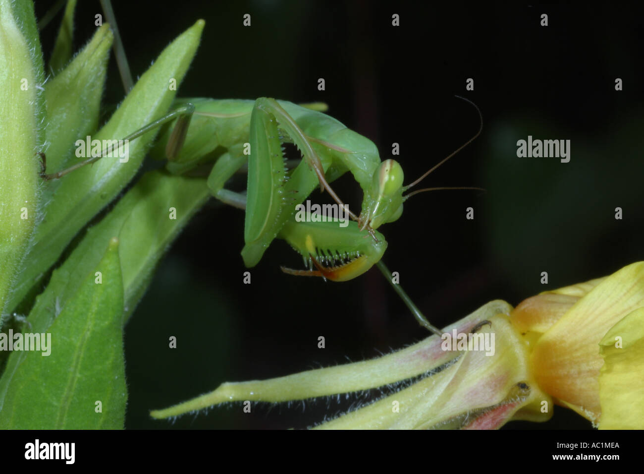 Preying mantis france hi-res stock photography and images - Alamy
