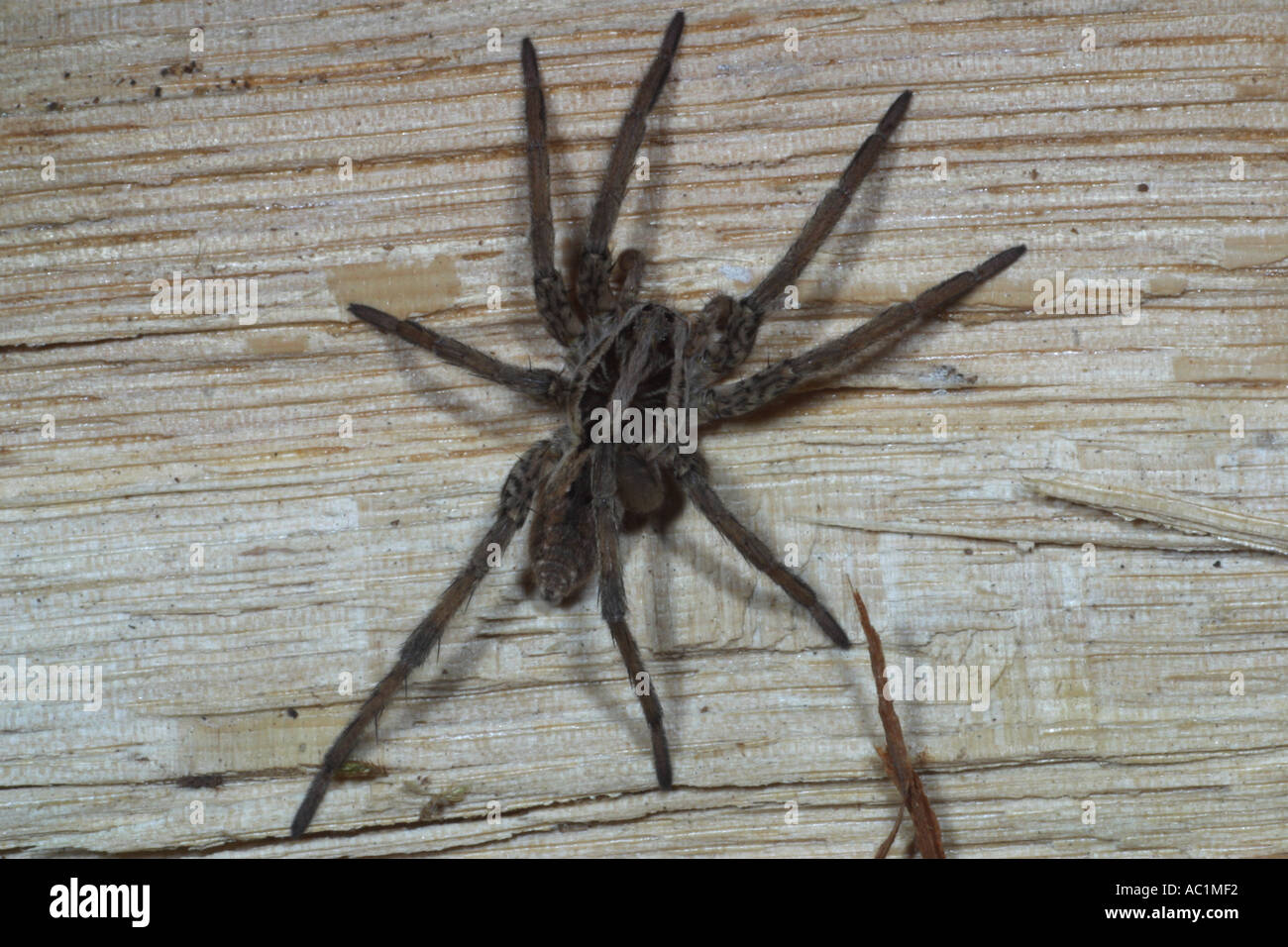 HUNTING SPIDER FRANCE Stock Photo - Alamy