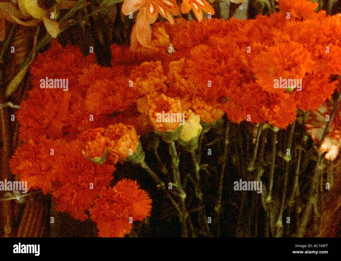 Carnation flora light blur hi-res stock photography and images - Alamy