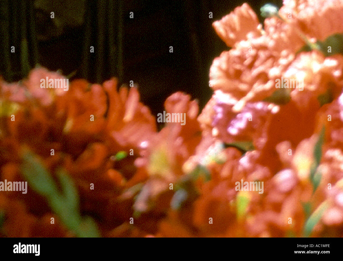 CARNATION FLOWERS ABSTRACT Stock Photo - Alamy