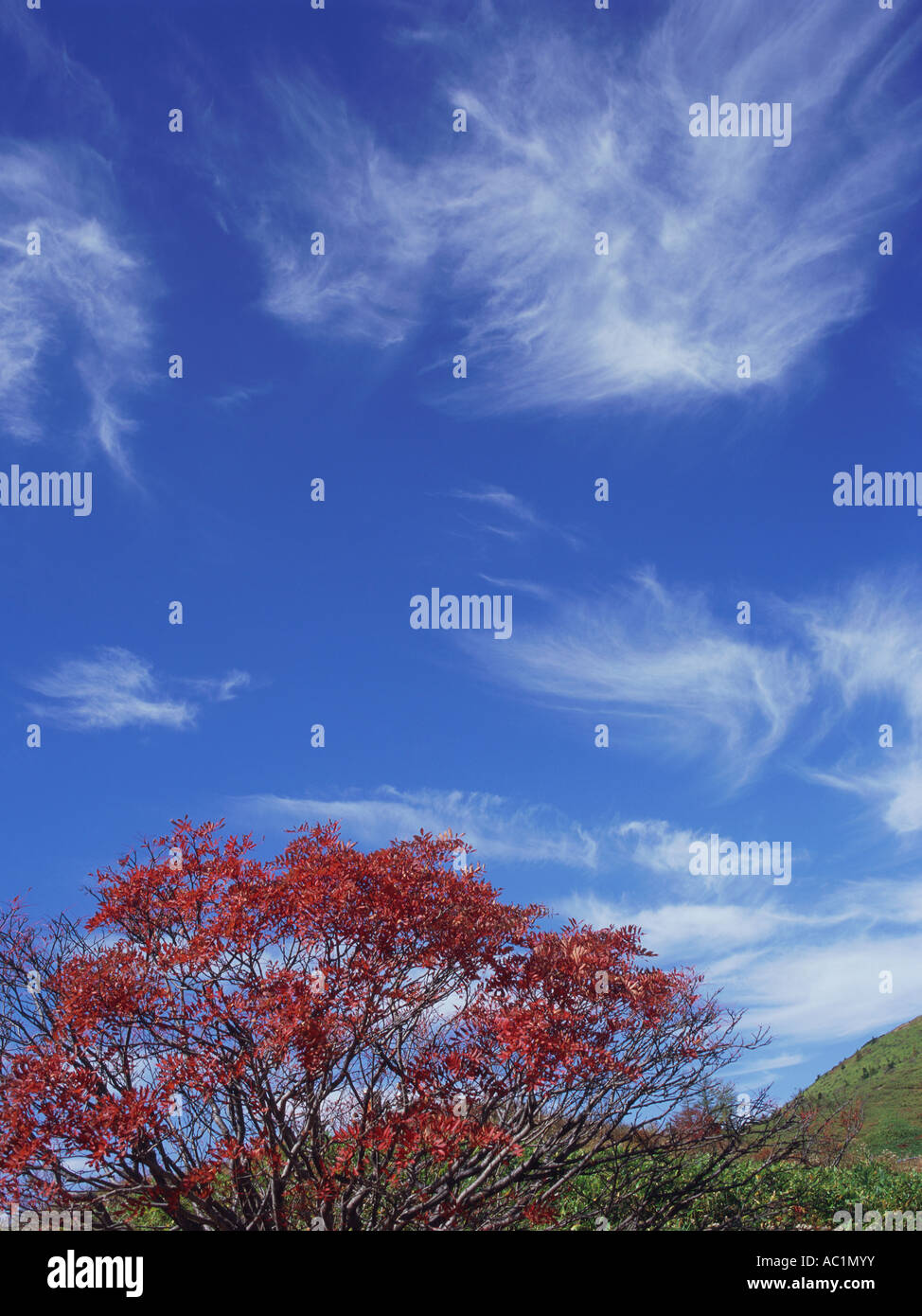 Rowan tree in Gunma Prefecture Japan Stock Photo - Alamy