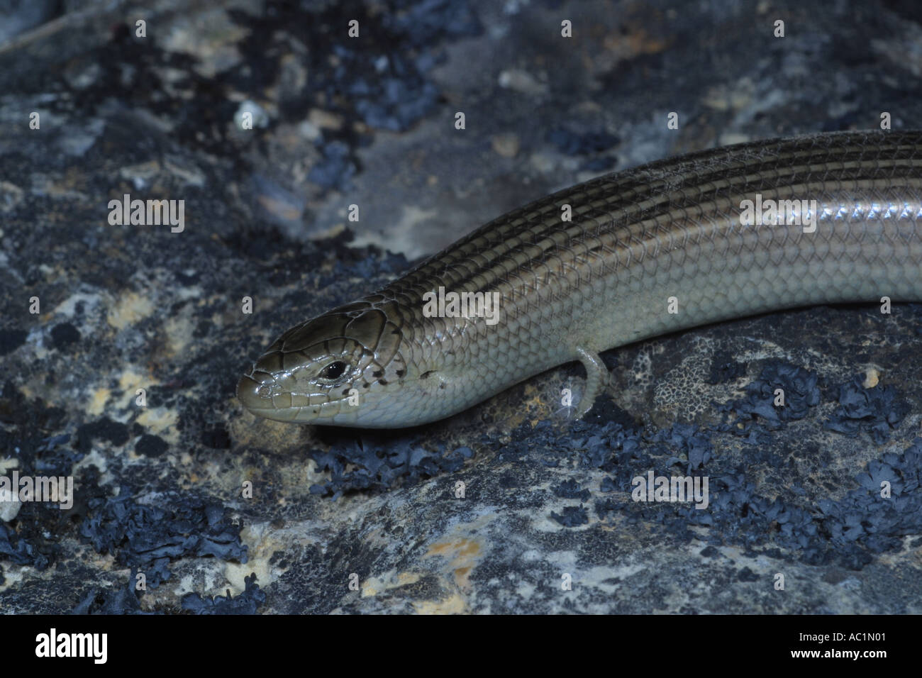 THREE TOED SKINK CHALCIDES CHALCIDES FRANCE Stock Photo - Alamy