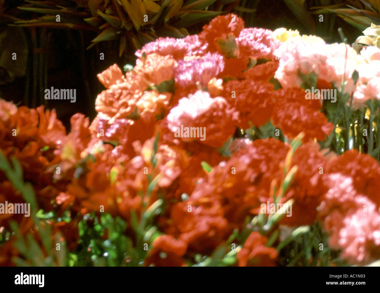 CARNATION FLOWERS ABSTRACT Stock Photo - Alamy
