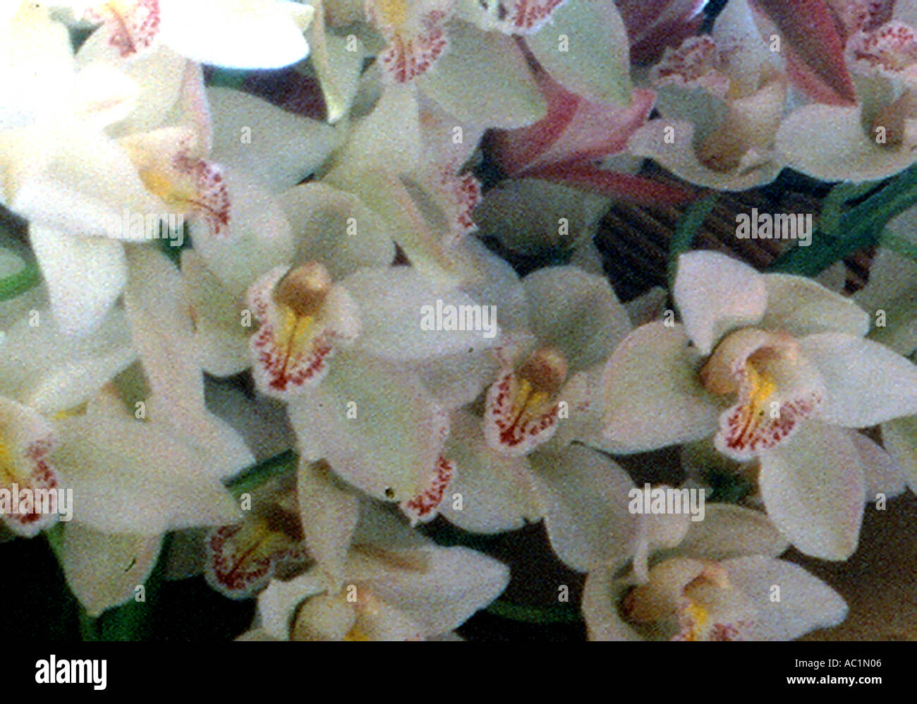 ORCHID FLOWERS ABSTRACT Stock Photo - Alamy