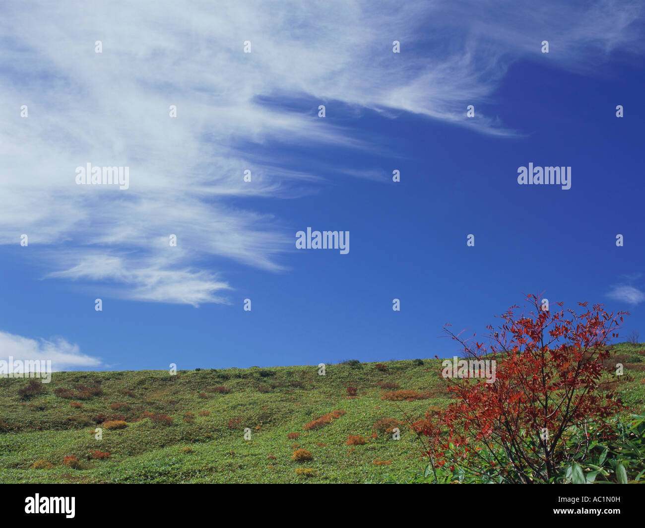 Rowan tree in Gunma Prefecture Japan Stock Photo - Alamy