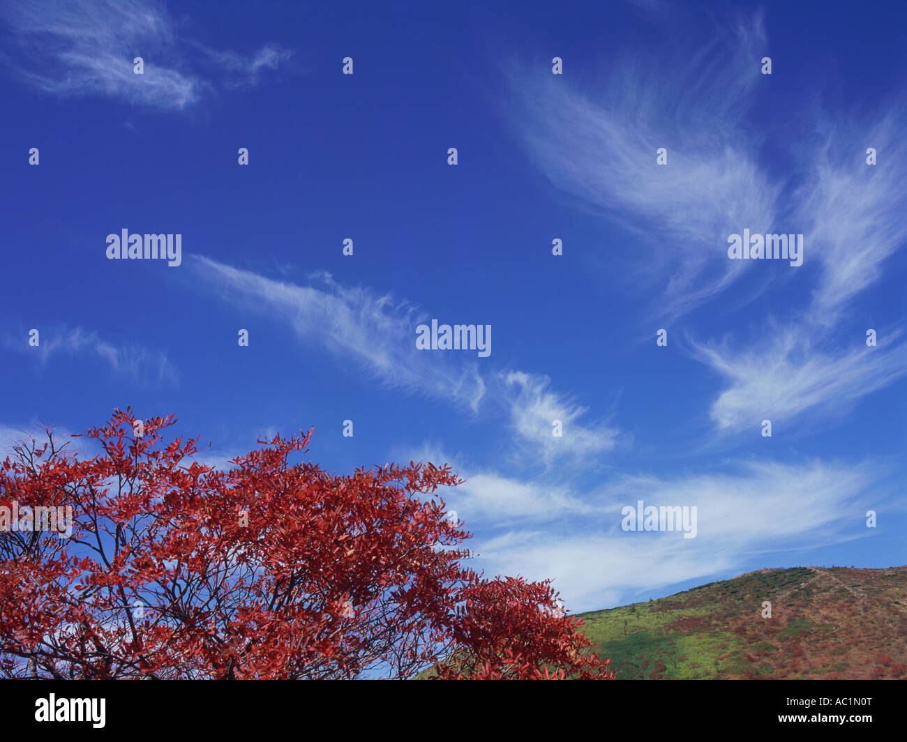 Rowan tree in Gunma Prefecture Japan Stock Photo - Alamy