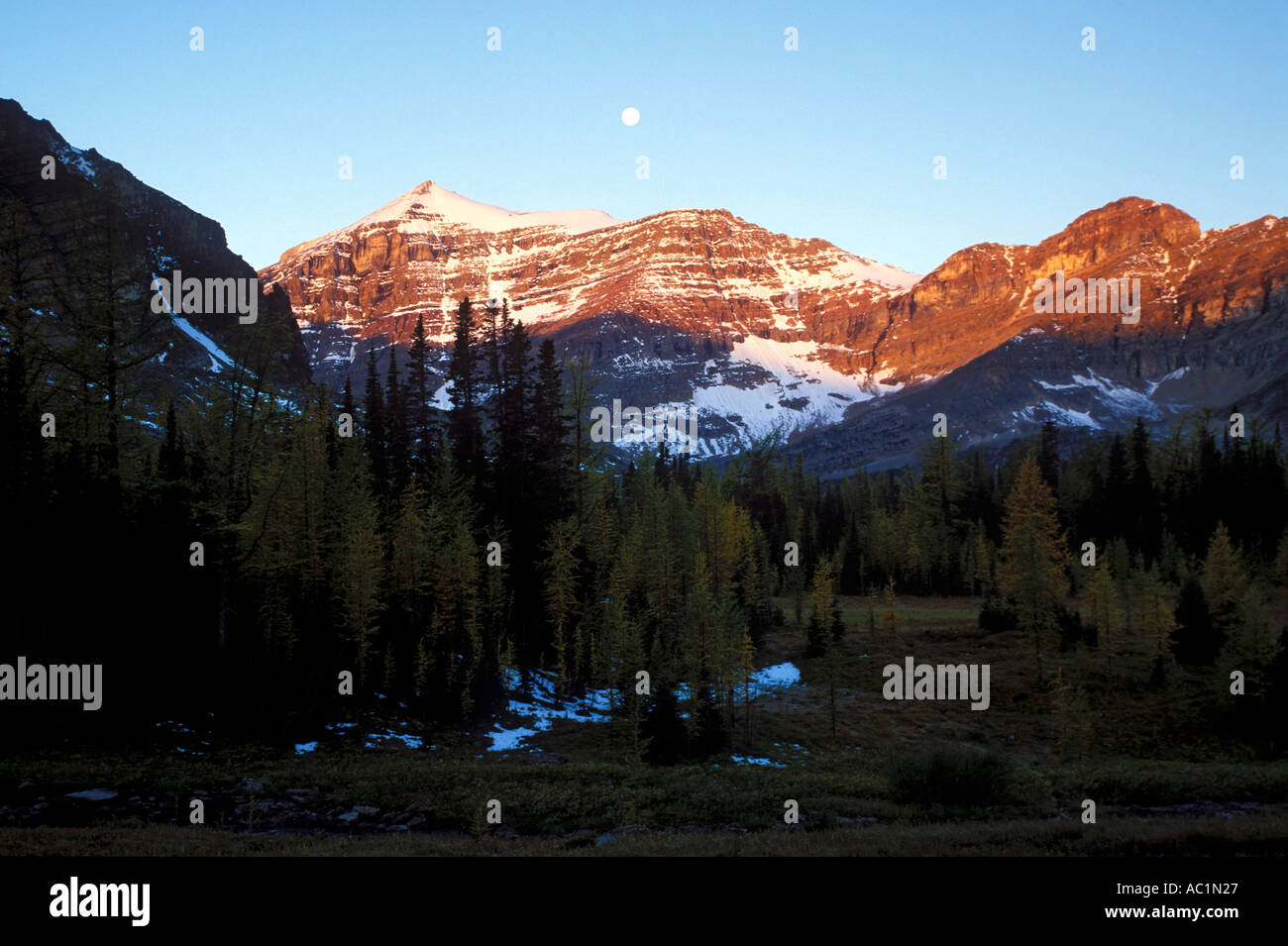 Moon over Mt Wedgewood and fall larches Mount Assiniboine Provincial ...