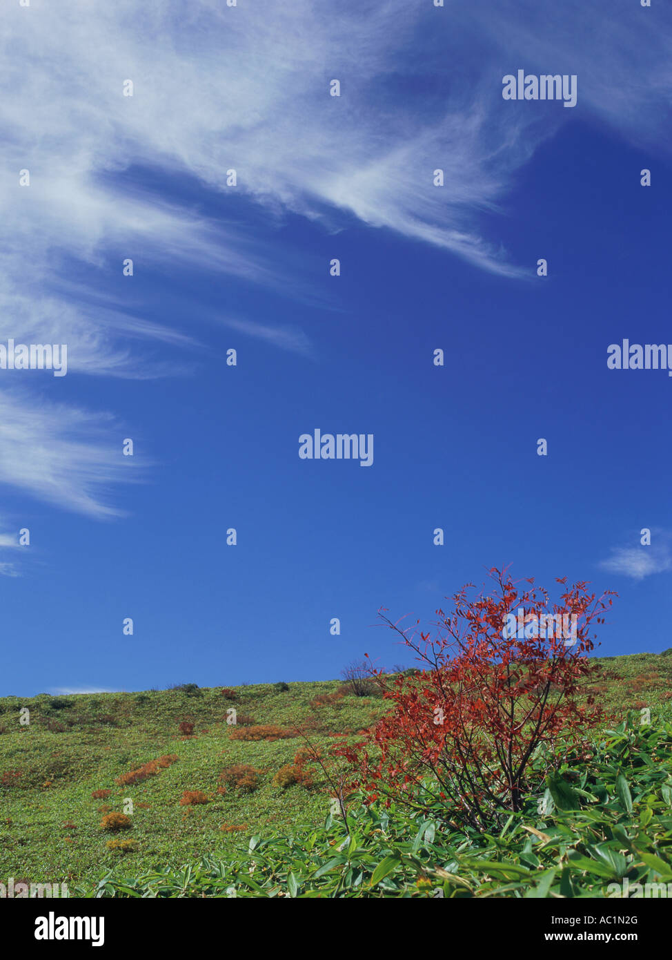 Rowan tree in Gunma Prefecture Japan Stock Photo - Alamy