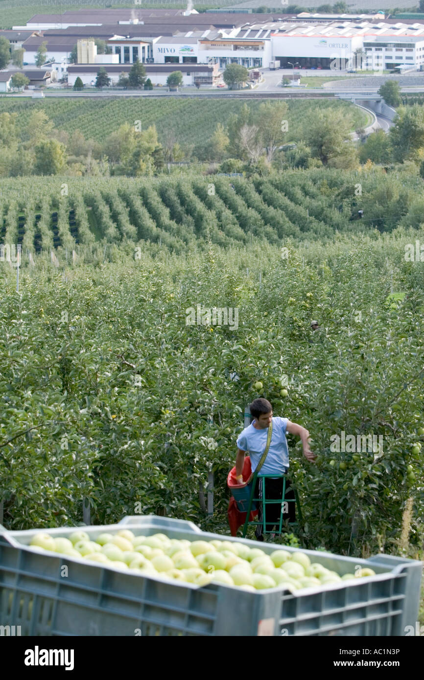 Workers and crate of picked apples in the field with processing factory ...