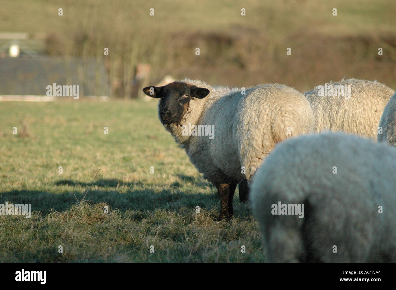 Sheep turning head hi-res stock photography and images - Alamy