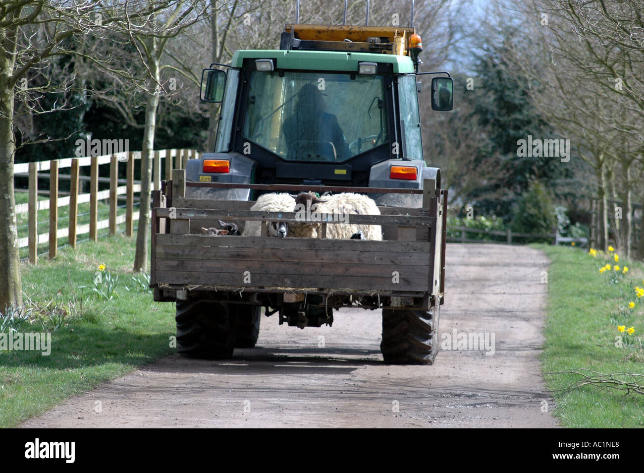 Tractor pulling sheep Stock Photo - Alamy