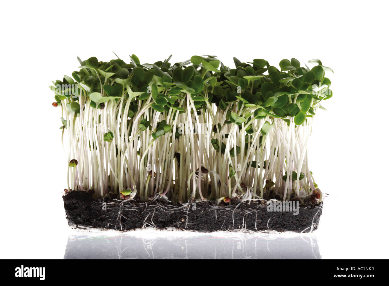 Broccoli sprout sprouts hi-res stock photography and images - Alamy